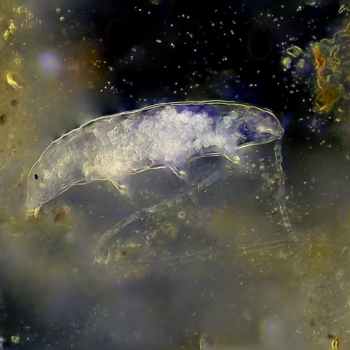 EXPERT COMMENT: The secret world of puddles